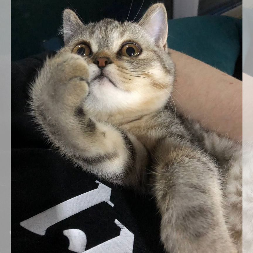 Шотландская прямоухая короткошёрстная кошка, взрослая