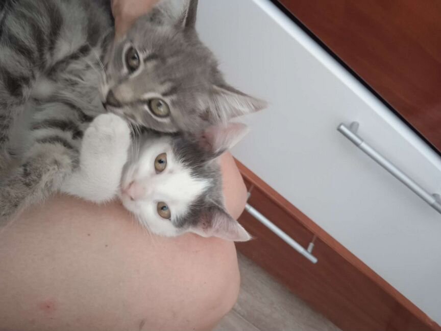 Котята крысаловы