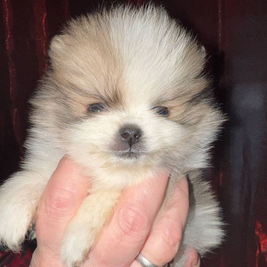 Померанский шпиц, щенок