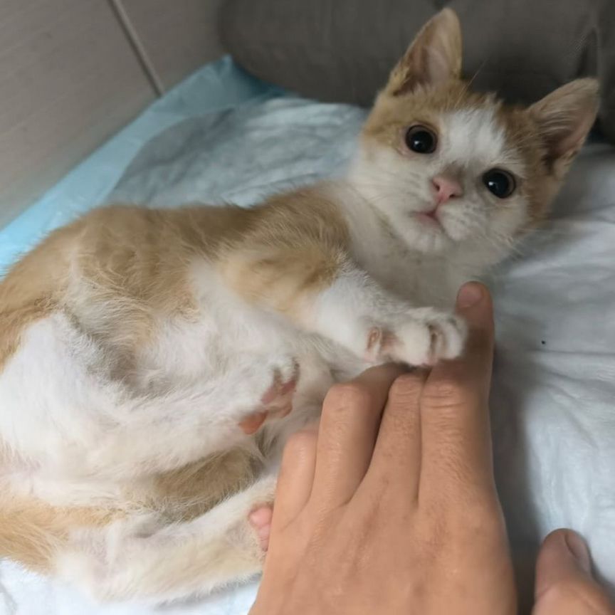 Котёнок в добрые руки