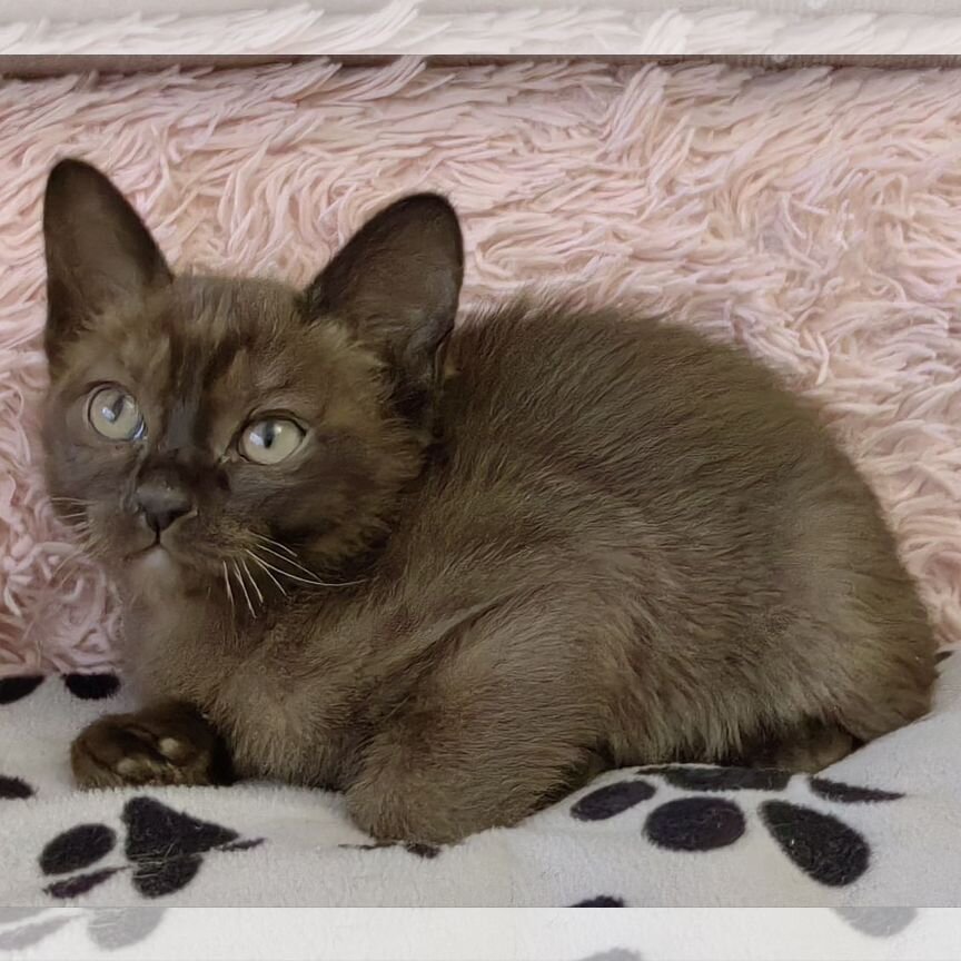 Европейский бурманский котёнок