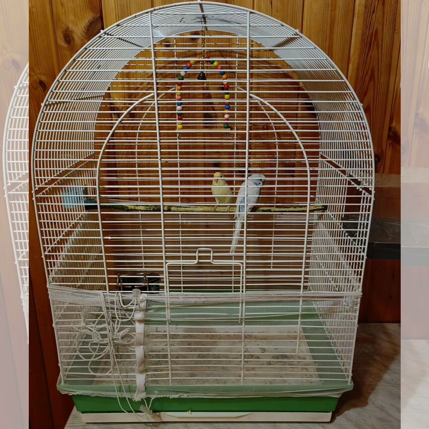 Волнистый попугай пара с клеткой