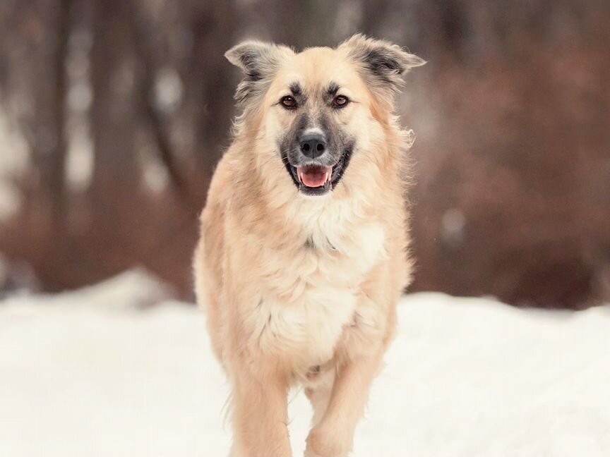 Элегантная Альма ждёт вас в приюте