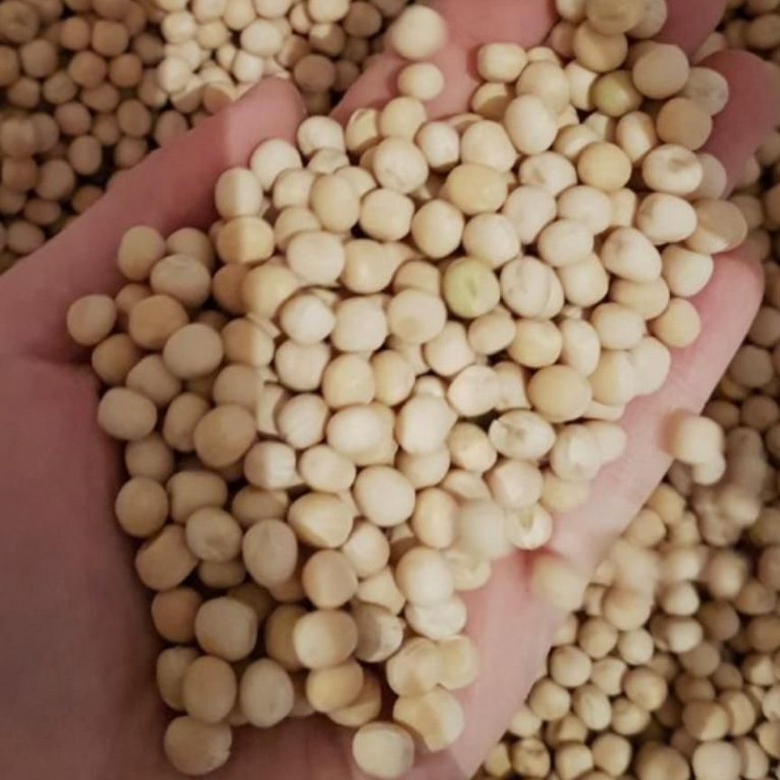 Горох фуражный