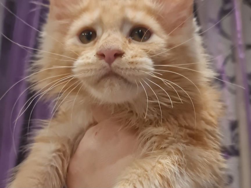 Мэйн кун лев