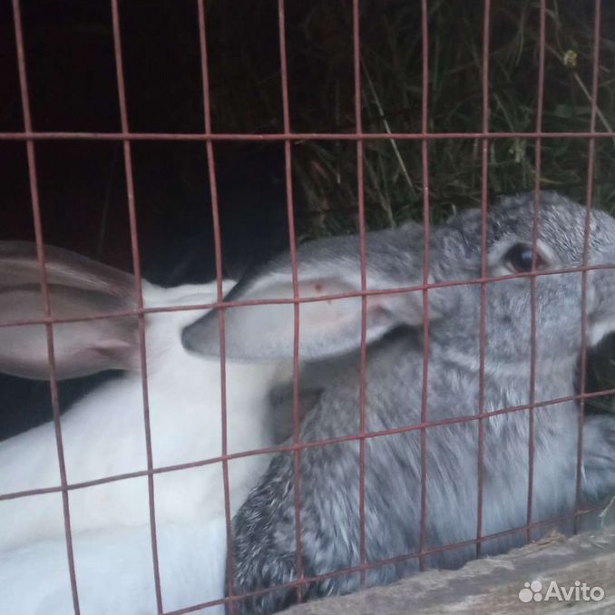 Крольчата мясных пород