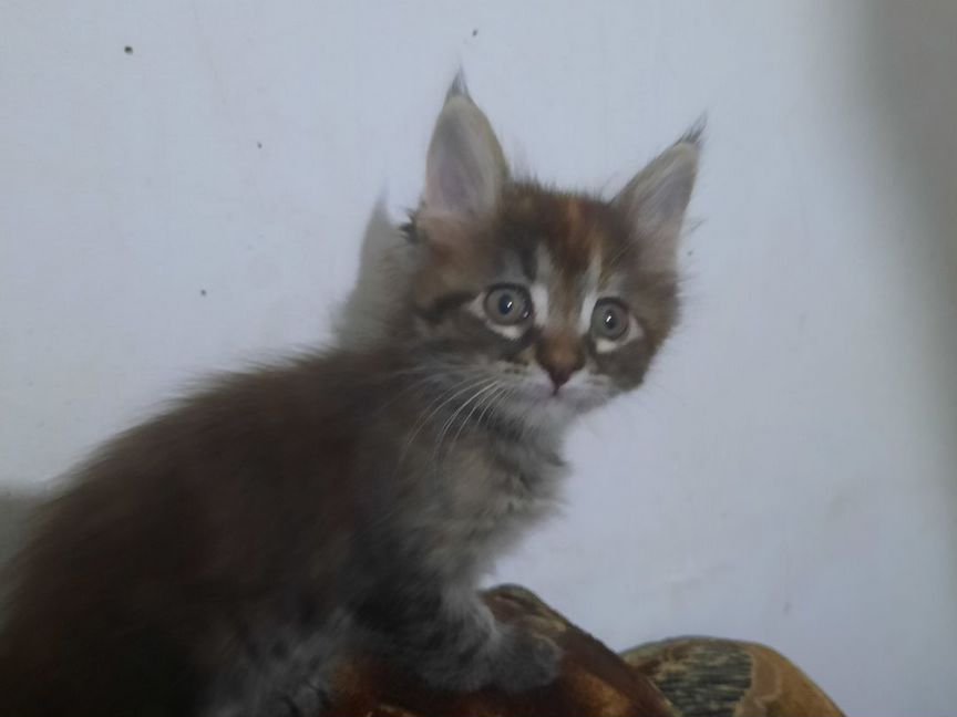 Котята мейн-кун девочки