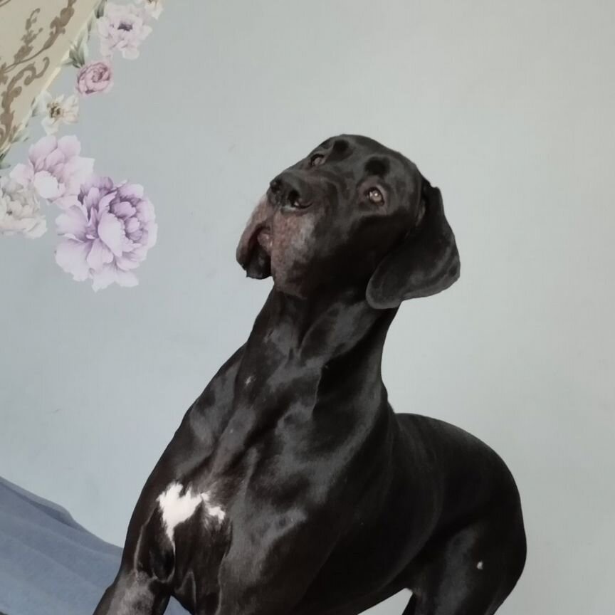 Вязка собак немецкий дог