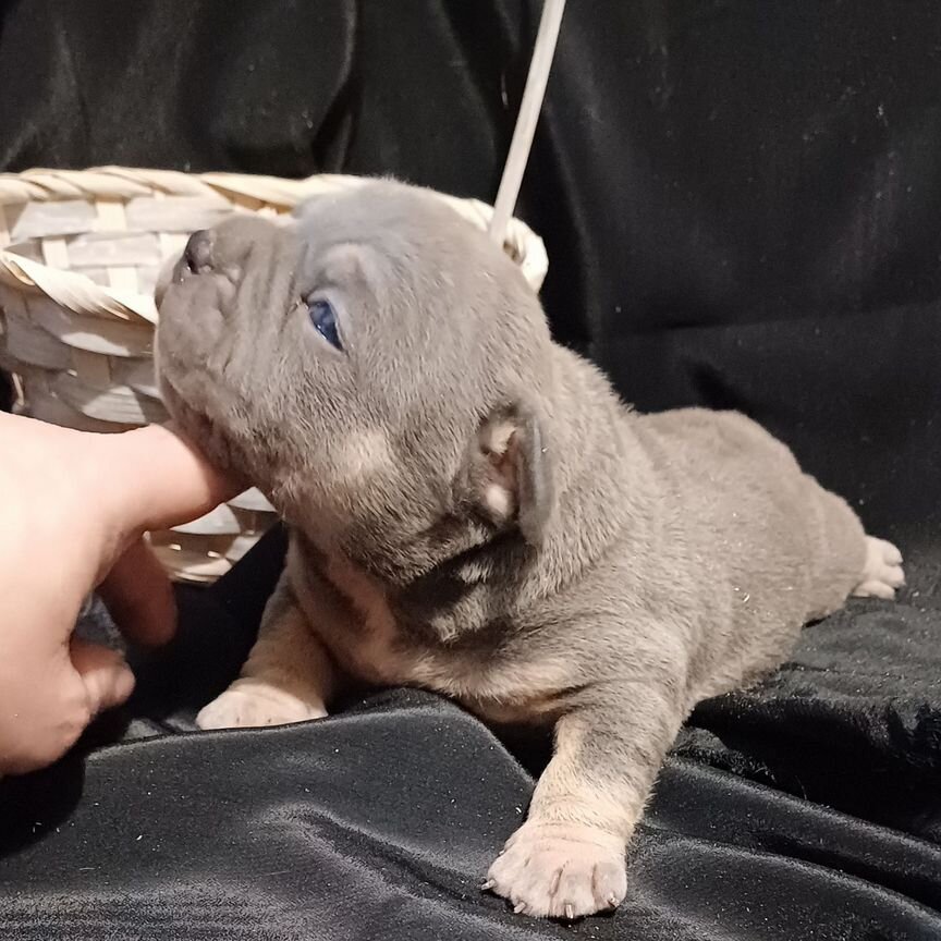 Амбуллька плюша