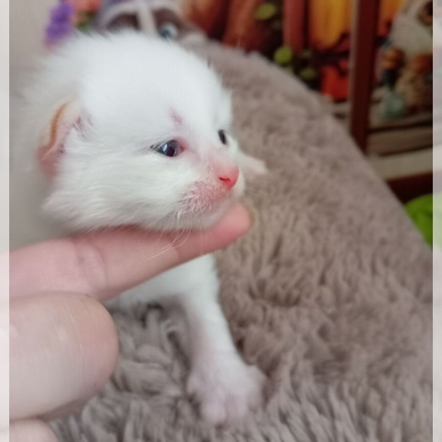 Котята в добрые руки бесплатно мальчики и девочки