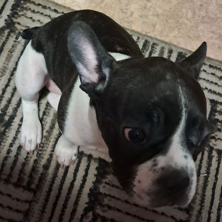 Французский бульдог, щенок