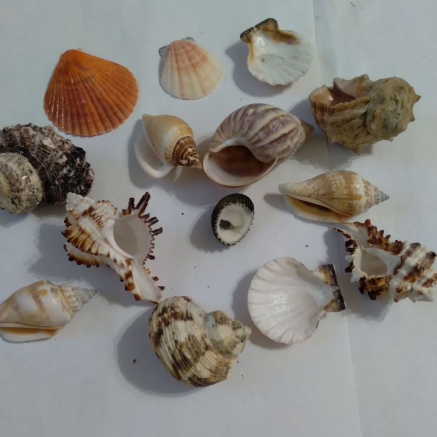 Ракушки для аквариума