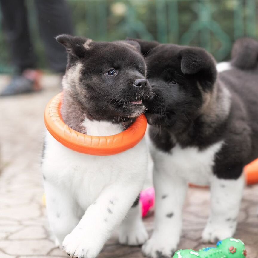 Американская акита щенки