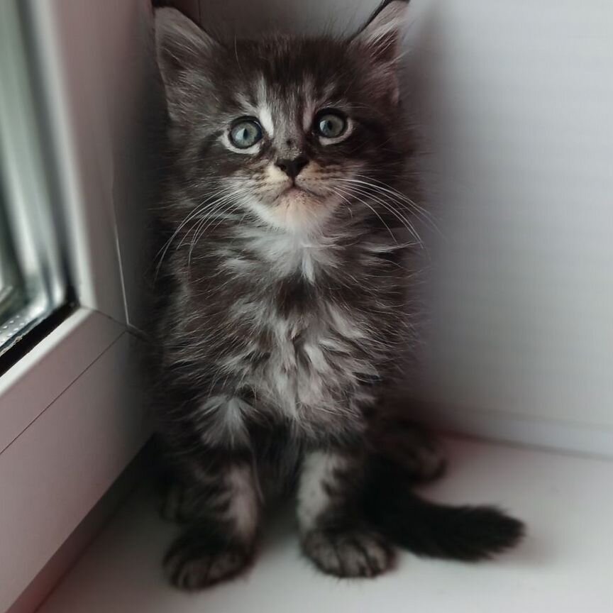 Котята мейн-кун