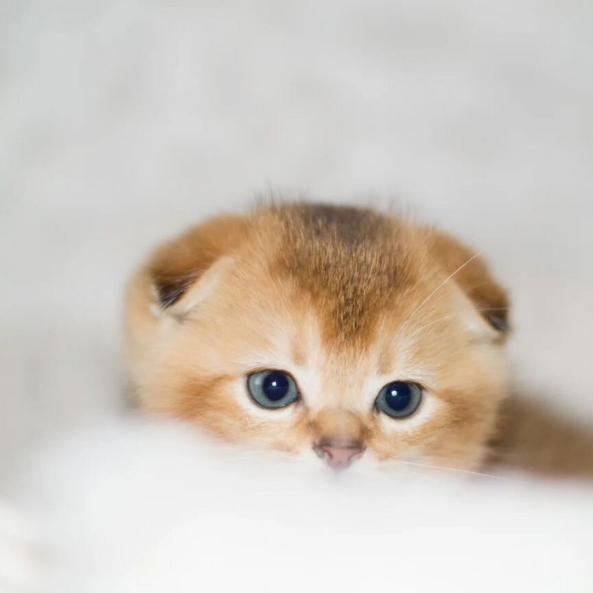 Мальчик Scottish-fold ny11