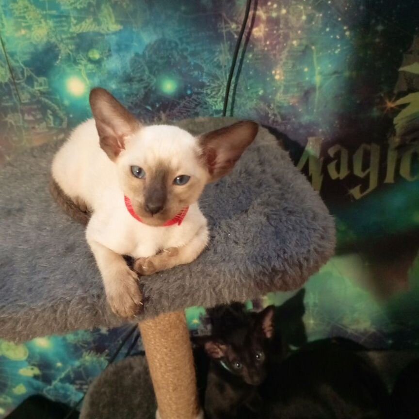 Орентальные котята