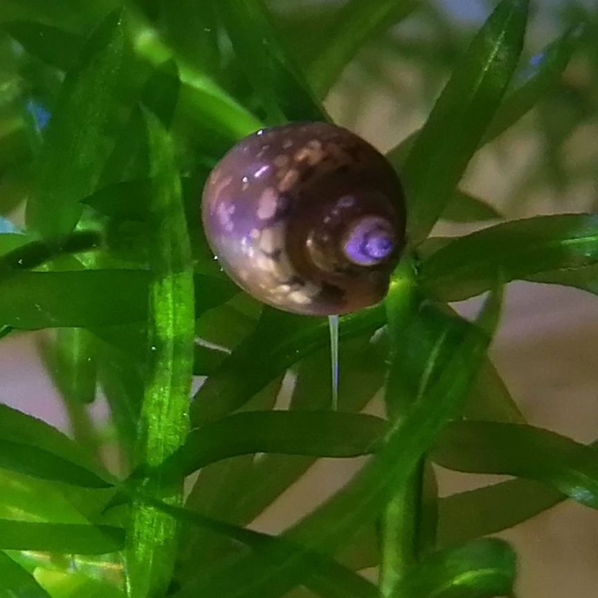 Улитки Физы