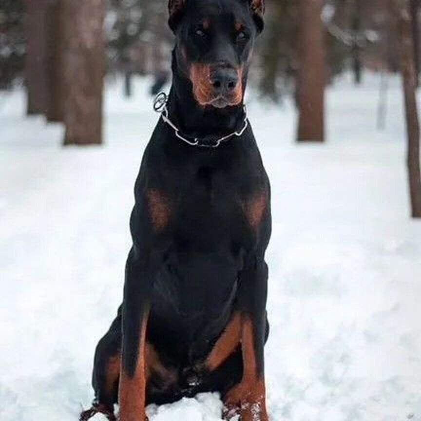Щенки Добермана