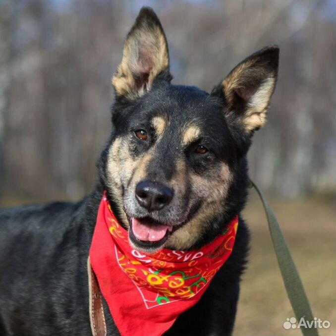 Макс-спокойный, добрый песик-друг ищет дом