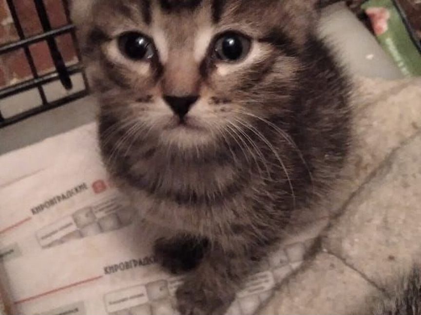 Котик 1месяц