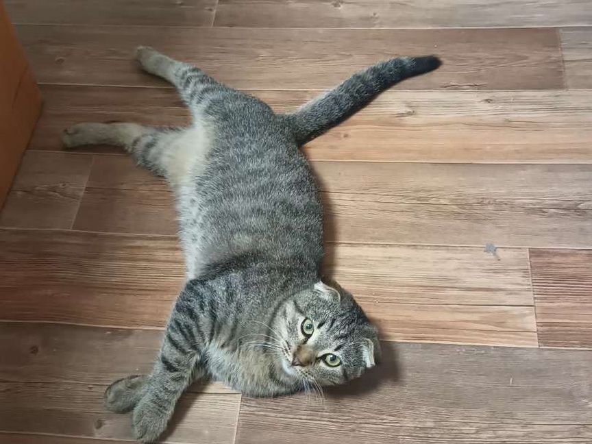 Вислоухий котик