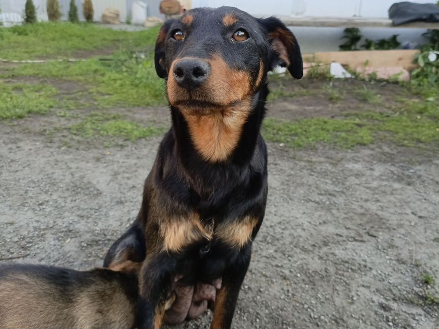 Щенки ягдтерьера