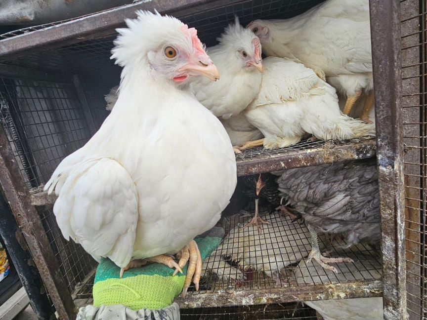 Куры несушки Омск