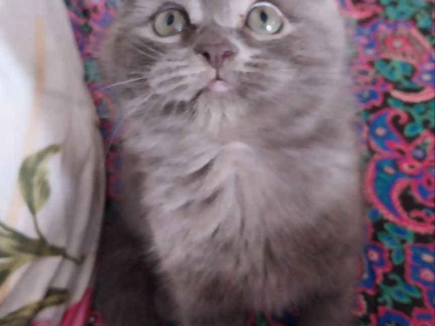 Британский котёнок бесплатно