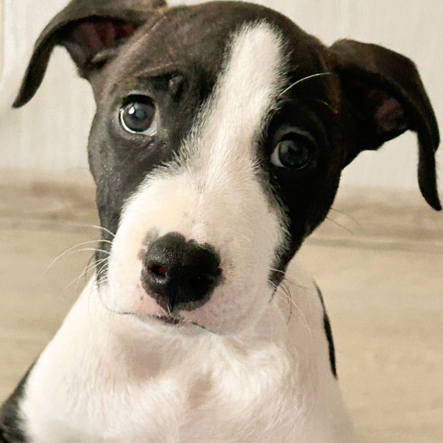 Стаффорд девочка