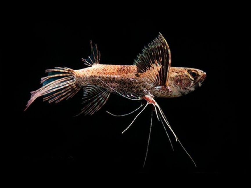 Пантодон - Рыба Бабочка (арт 8001)