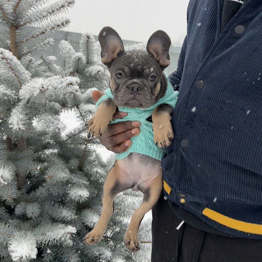 Французский бульдог, щенок