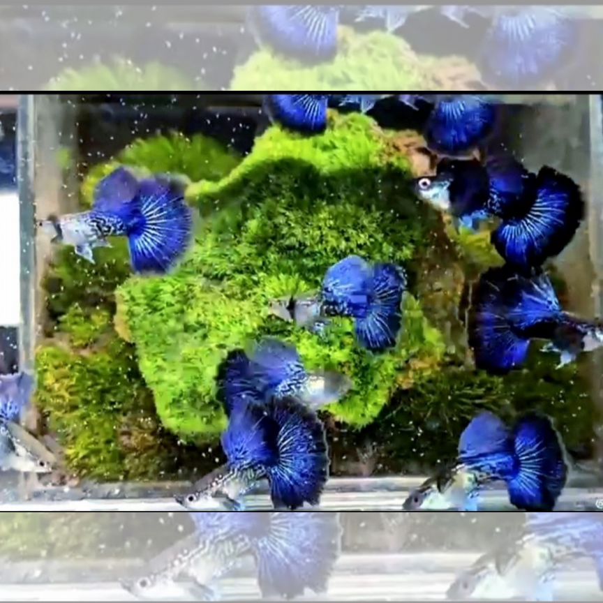 Гуппи Пурпурный Дракон Дамбо Риббон