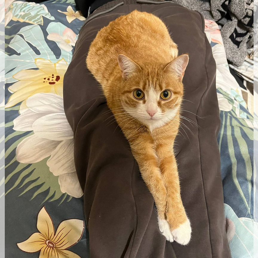 Взрослая кошка в добрые руки