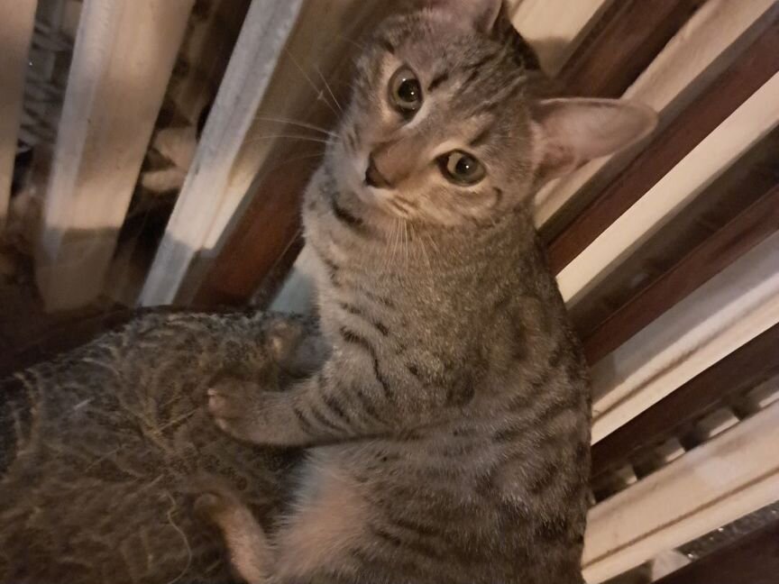Мама Бенгал+ тойгер папа, кошка