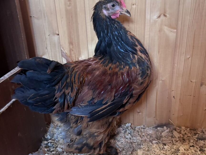 Петухи брама черно-медные