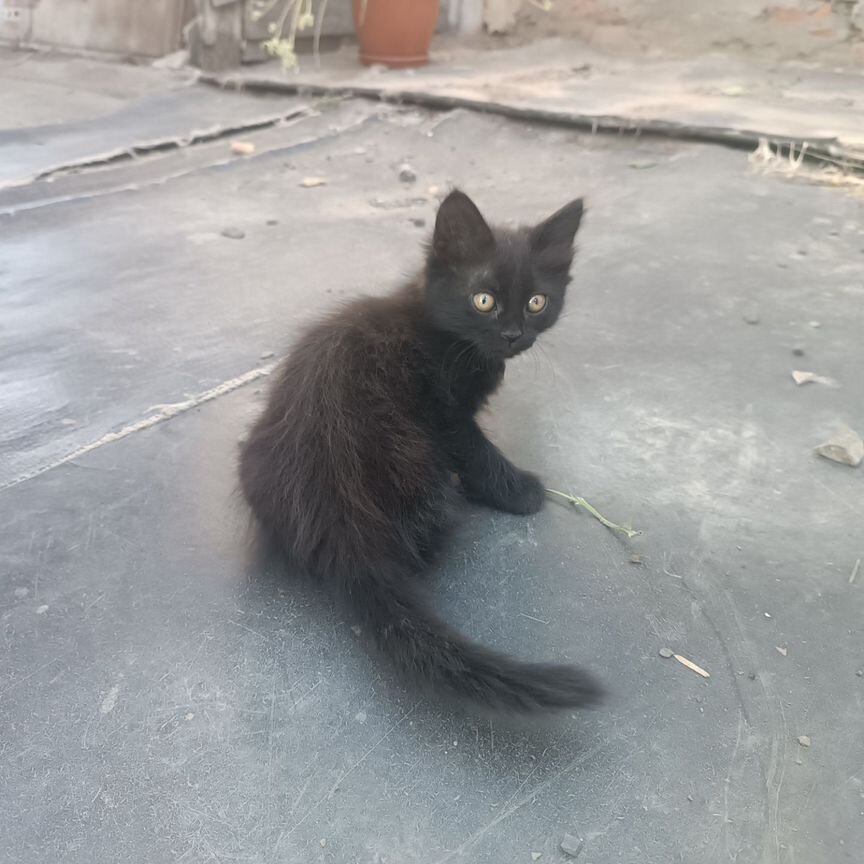 Отдам котят в добрые руки