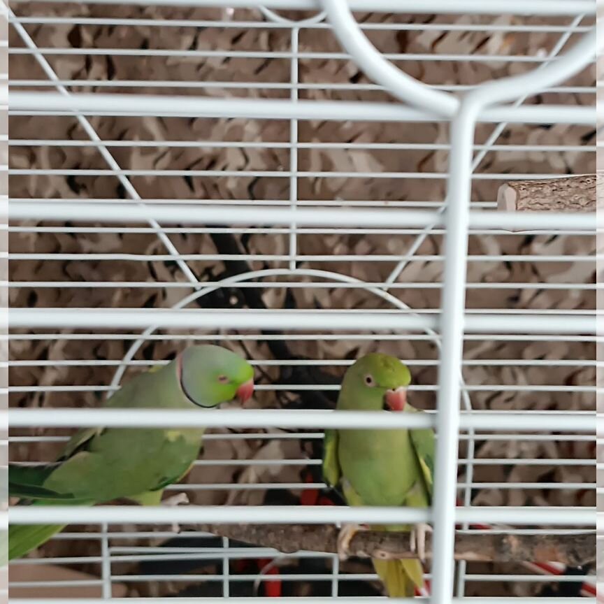 Ожиреловые Попугаи