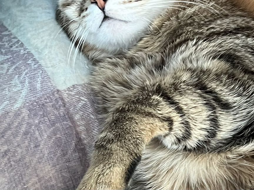 Кошка
