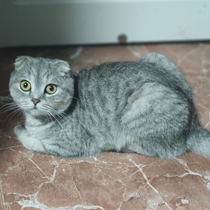 Шотландская вислоухая кошка