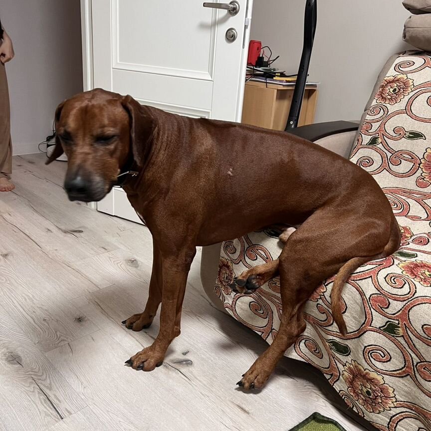 Родезийский риджбек