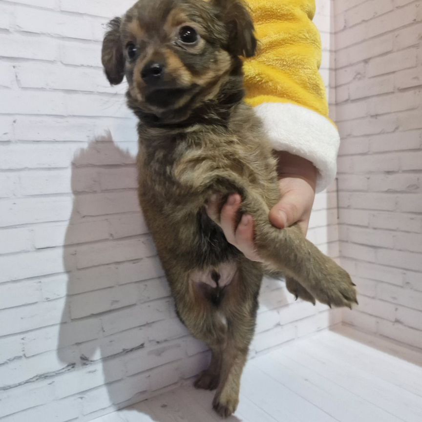 Щенки чихуахуа