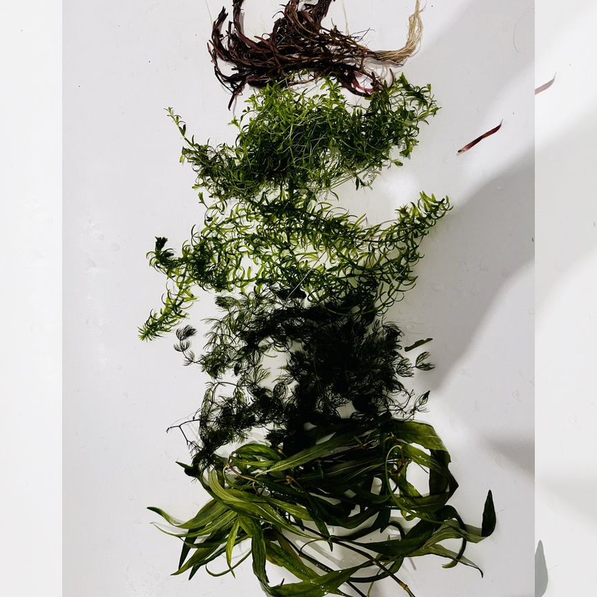 Аквариумные растения