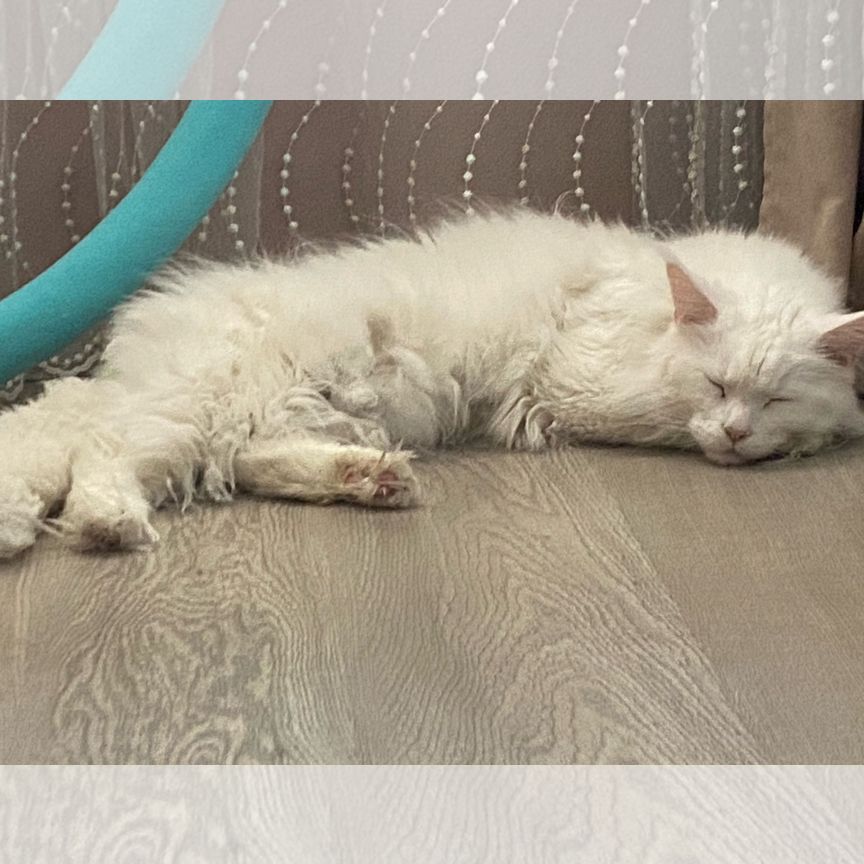 Мейн-кун котёнок