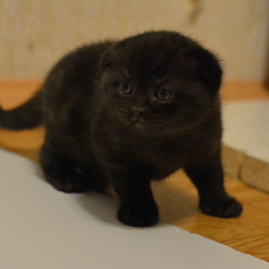 Шотландские котята