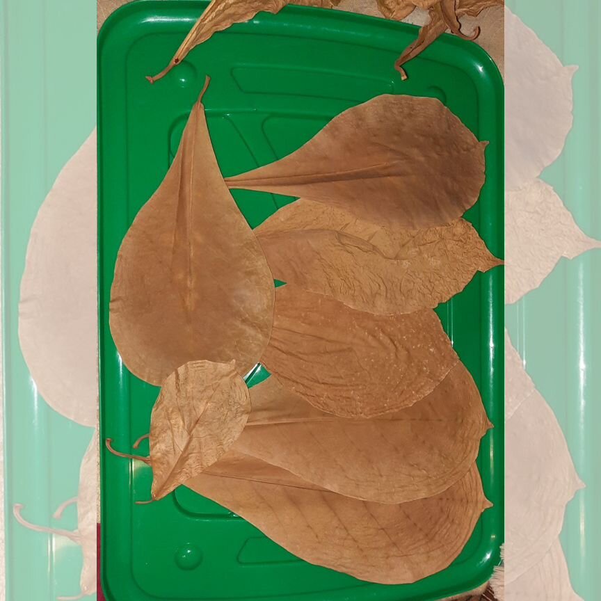 Кетапанг листья