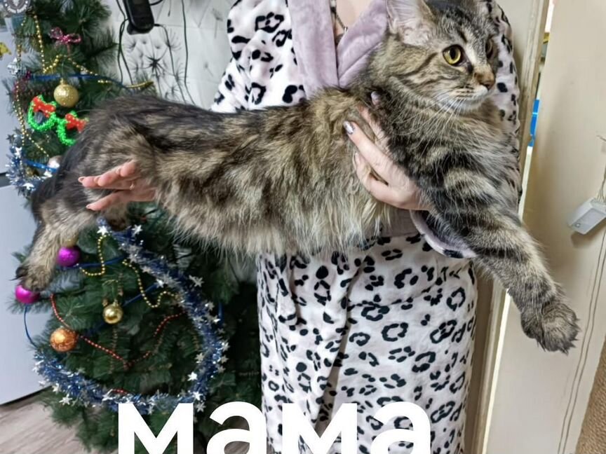 Котята мейн-кун