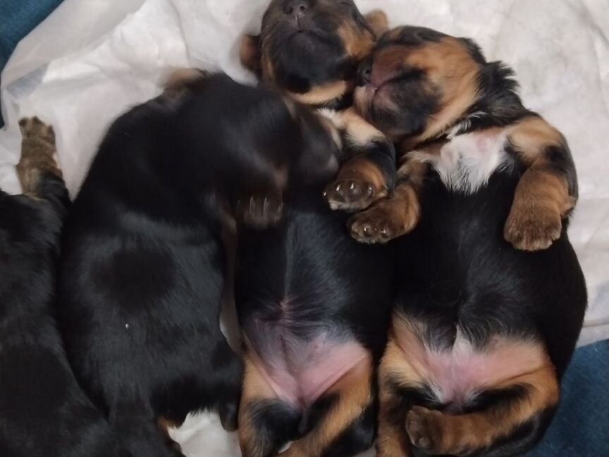 В продаже щенок йоркширского терьера (мальчик)