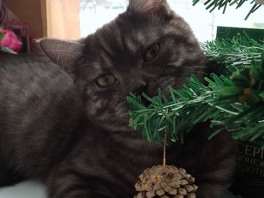 Британские котята