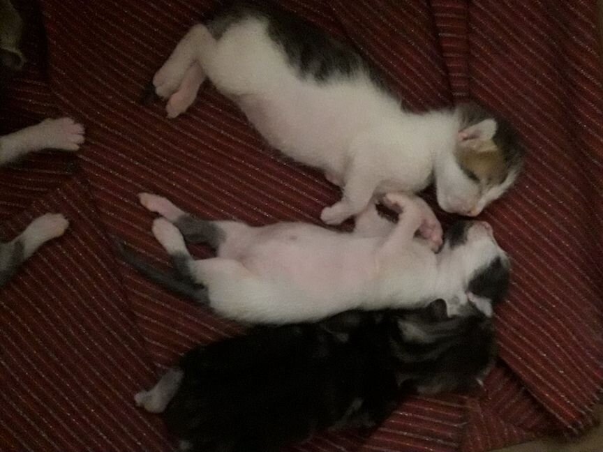 Котята в добрые руки бесплатно