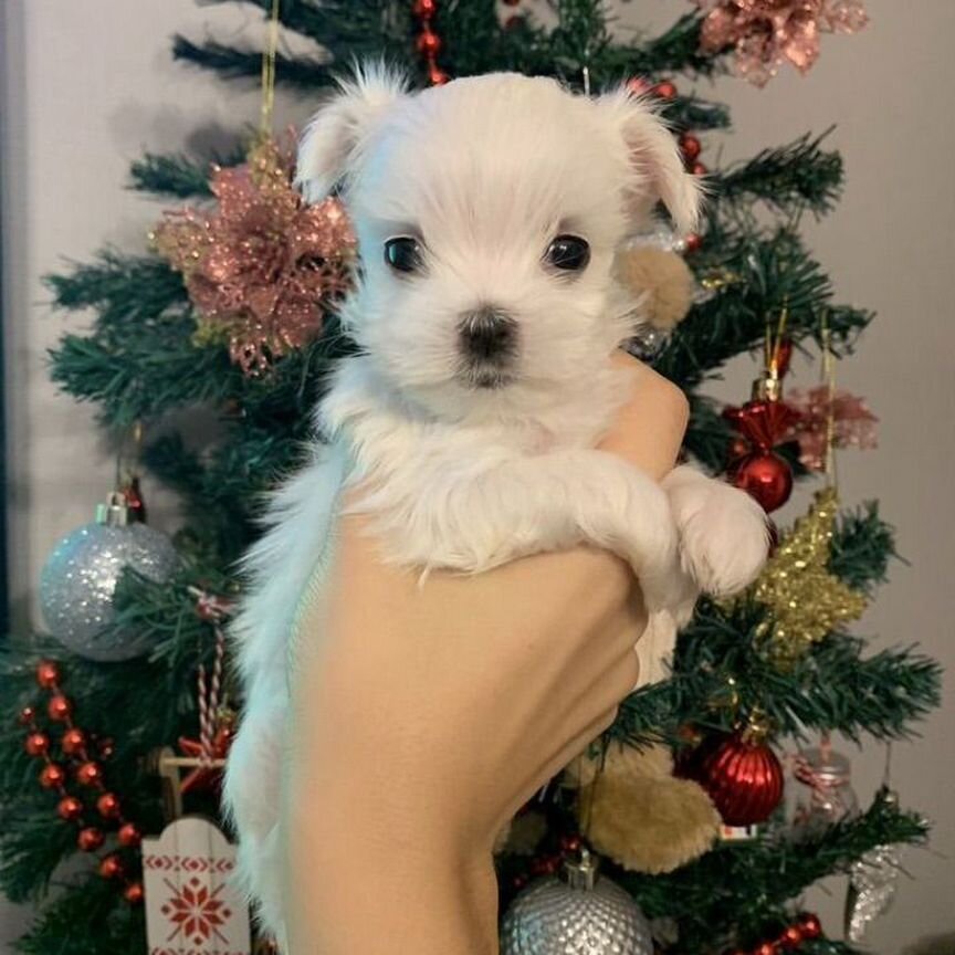 Мальтийская болонка девочка (мальтезе)